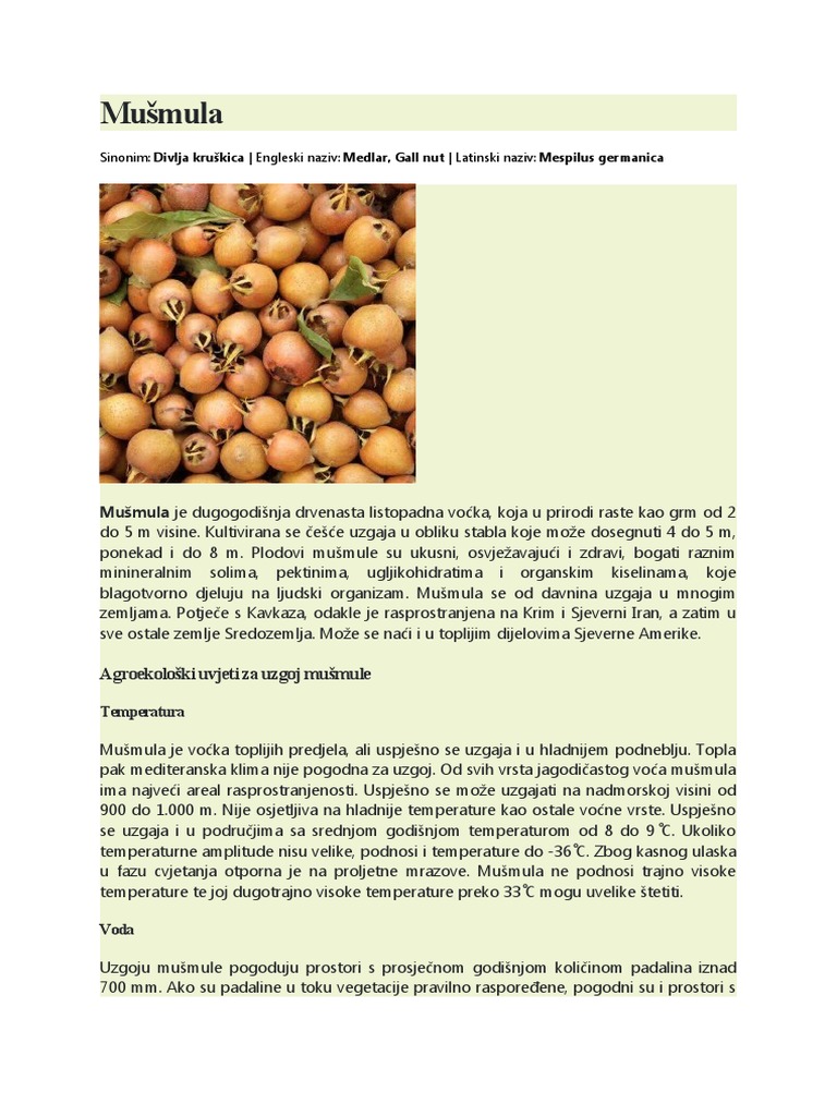 Mušmula | PDF