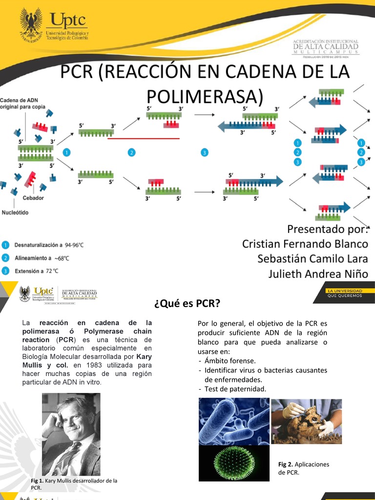PCR (Reacción en Cadena de La Polimerasa) | PDF | Reacción en cadena de ...