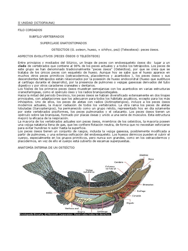 Anatomía y Evolución de los Peces Óseos | PDF | Pescado | Branquia