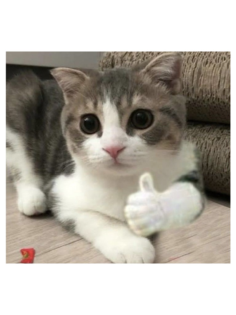 Kucing Oke | PDF