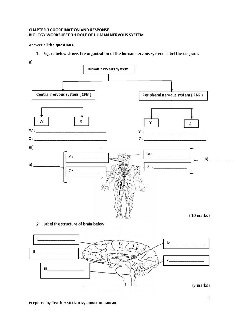 Biology f5 Worksheets Chapter 3 (No.1) PDF | PDF | Luteinizing Hormone ...