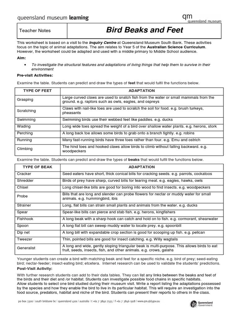 Bird Beaks and Feet: Teacher Notes | PDF | Beak | Claw