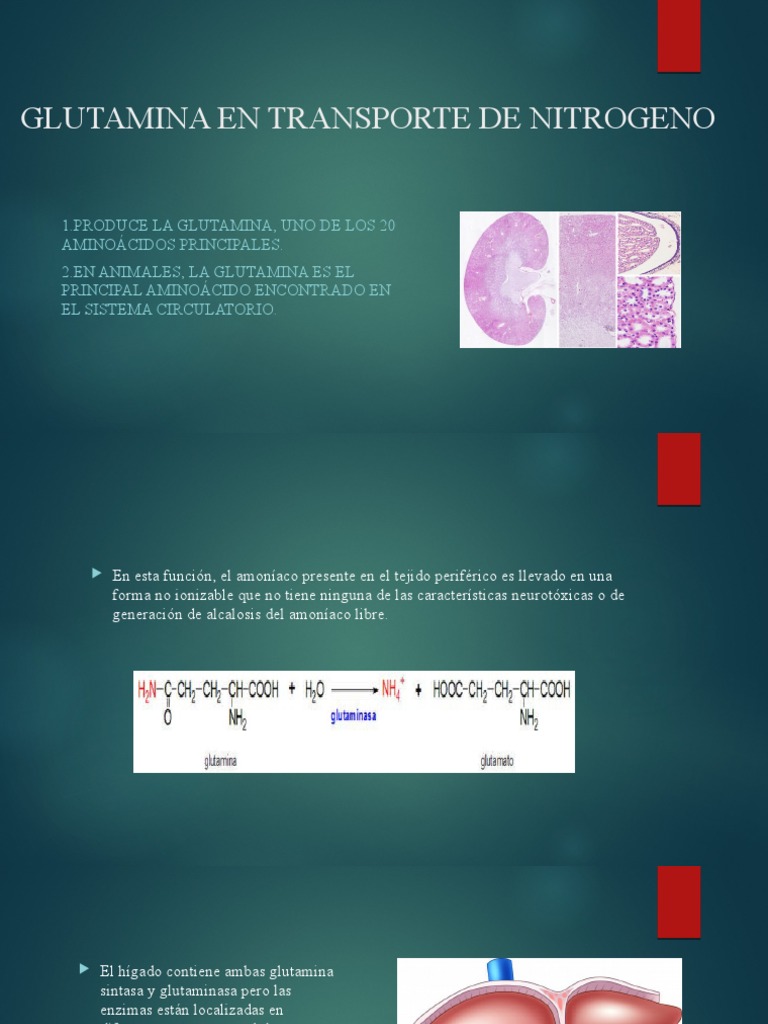 Glutamina y Alanina en El Transporte de Nitrogeno | PDF