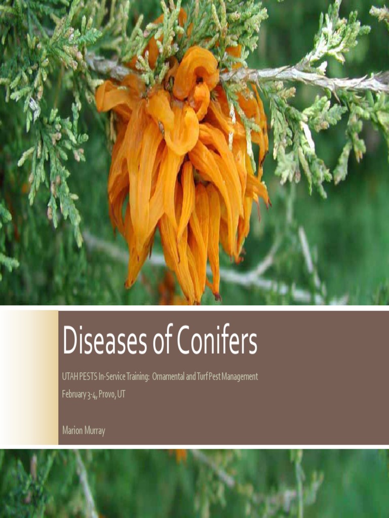 Conifers Diseases | PDF | Fungus | Branches Of Botany