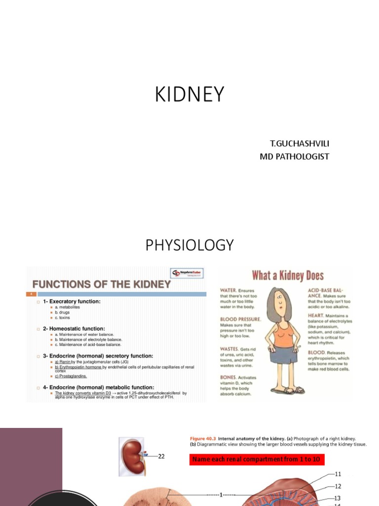 Kidney PDF | PDF | Kidney | Organ (Anatomy)