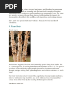 Tennessee Tree Identification Guide | PDF | Trees | Oak
