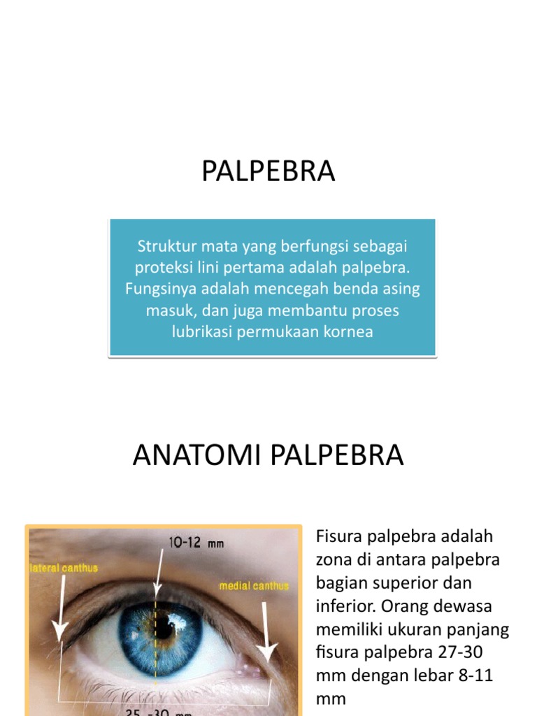 PALPEBRA | PDF