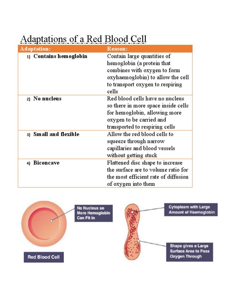 Adaptations of A Red Blood Cell: Contains Hemoglobin | PDF