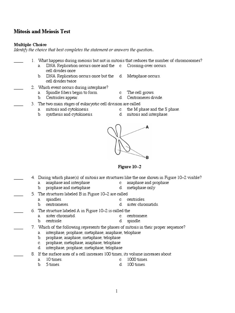 Bio Test #1 | PDF | Mitosis | Meiosis