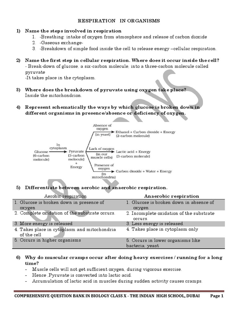 Respiration Processes in Organisms | PDF | Cellular Respiration ...
