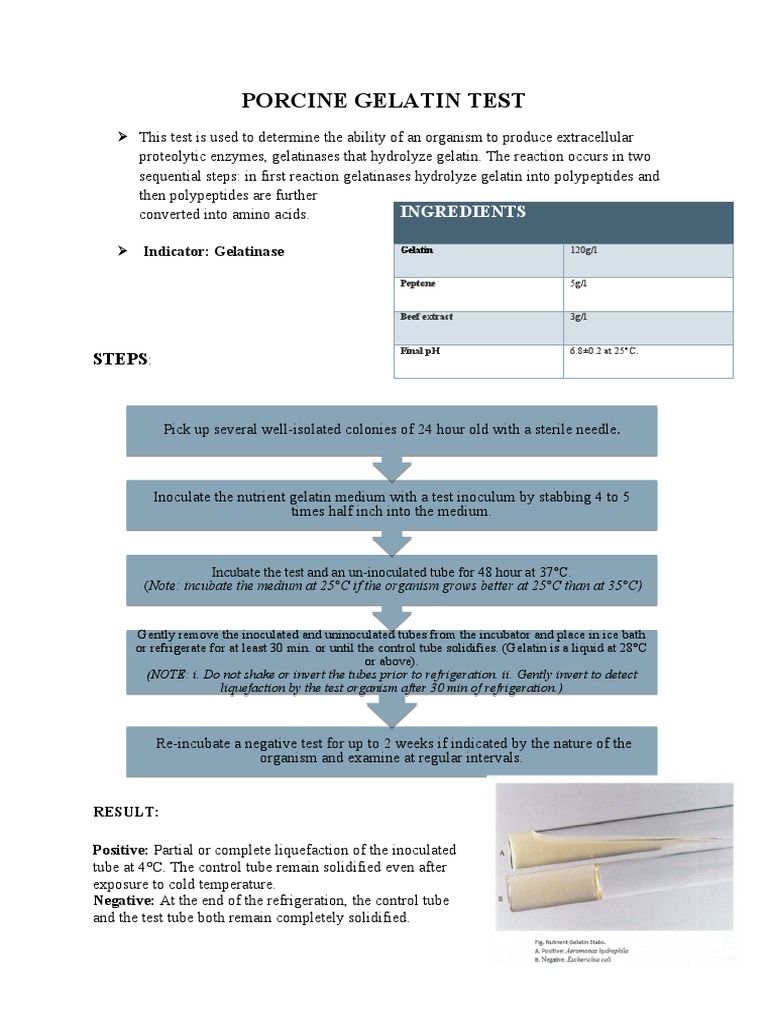 Porcine Gelatin Test | PDF | Gelatin | Growth Medium