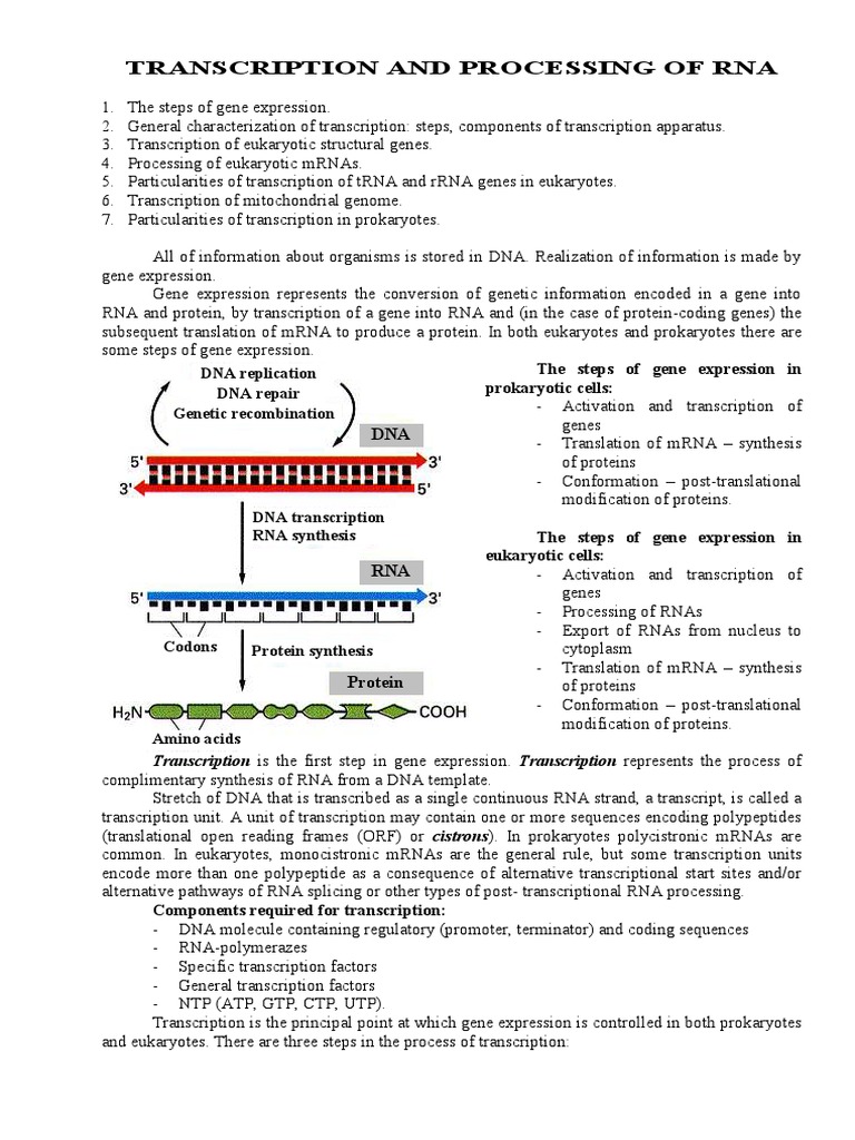 Transcription and Processing of Rna: The Steps of Gene Expression in ...