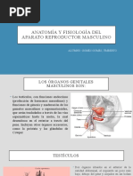 Anatomía del Cuerpo de Highmore | PDF | Testículo | Próstata