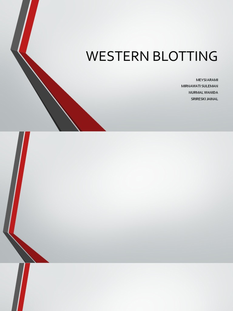 Western Blotting: Meysi Arami Mirnawati Suleman Nurmal Wanida Srireski Jainal | PDF