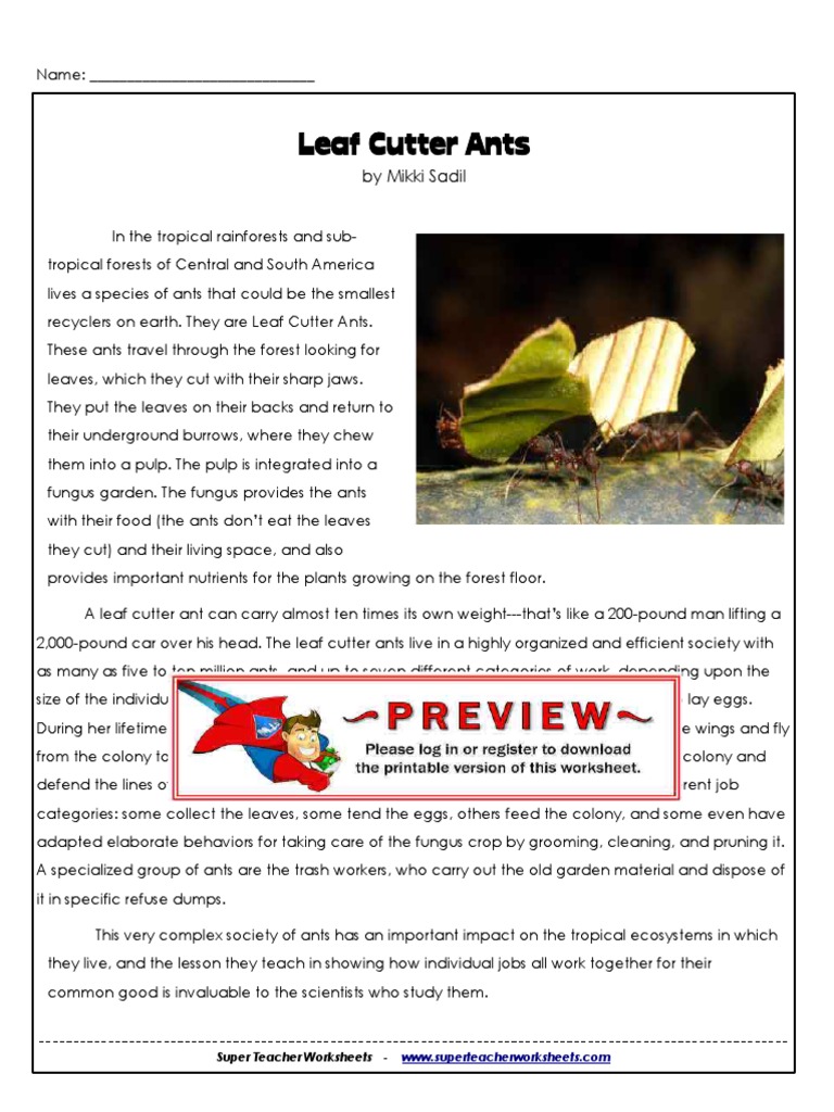 Leaf Cutter Ants: by Mikki Sadil | PDF | Ant | Organisms