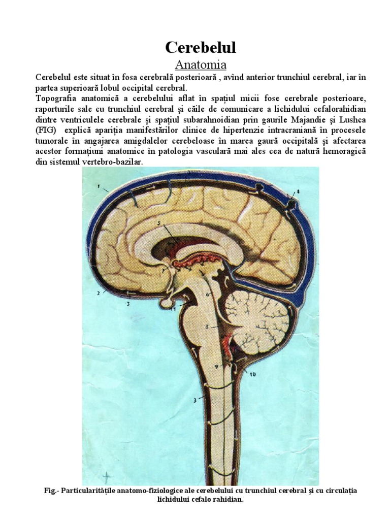 Cerebelul