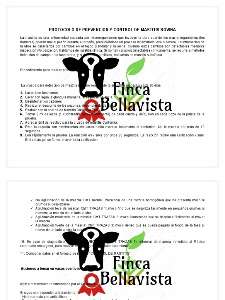 Protocolo de Prevencion y Control de Mastitis Bovina | PDF | Vacas | Leche