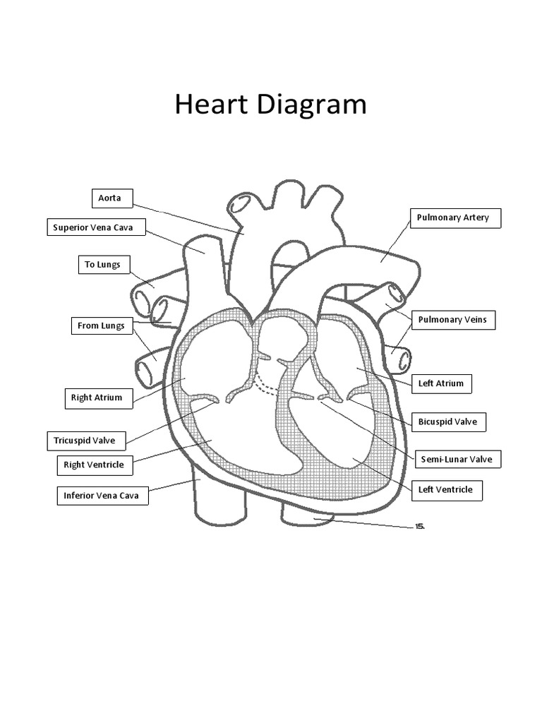 Step-by-Step Heart Function Diagram | PDF