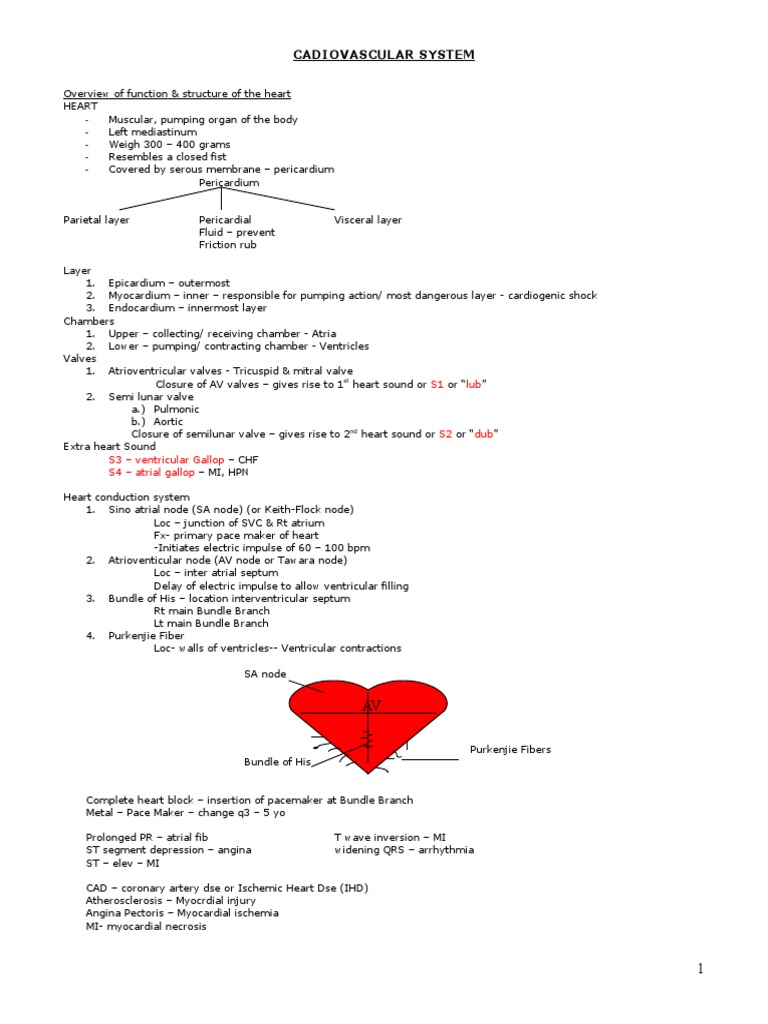 Cadiovascular System: S1 Lub | PDF | Heart | Heart Valve