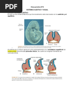 Organización del Colículo Inferior | PDF | Corteza cerebral | Neurona