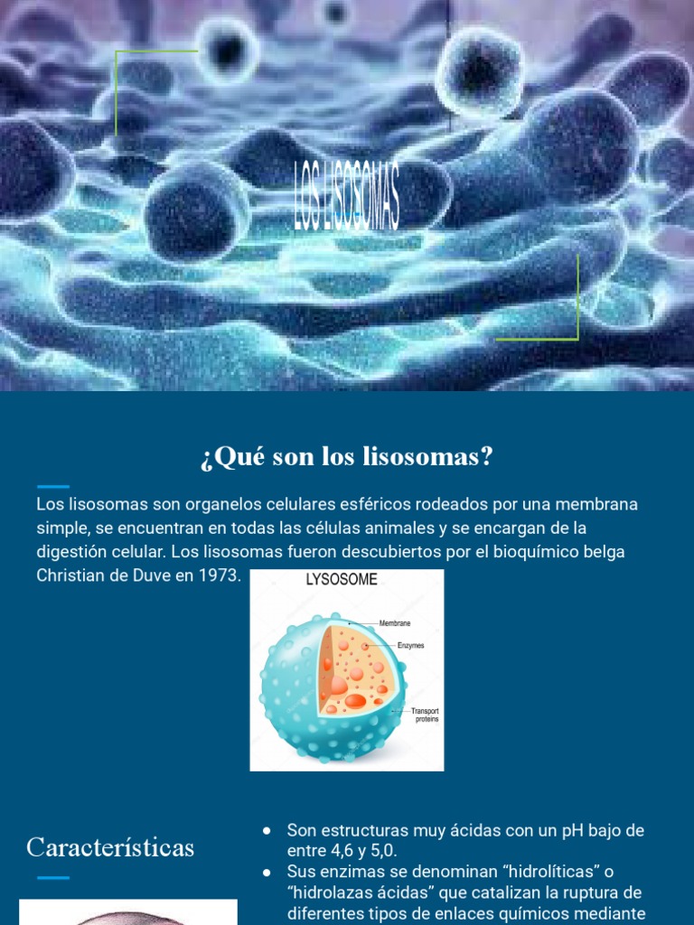 Los Lisosomas | PDF | Lisosoma | Ribosoma