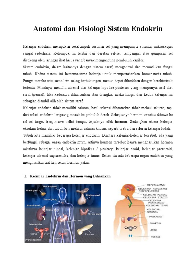 Anatomi Dan Fisiologi Sistem Endokrin | PDF