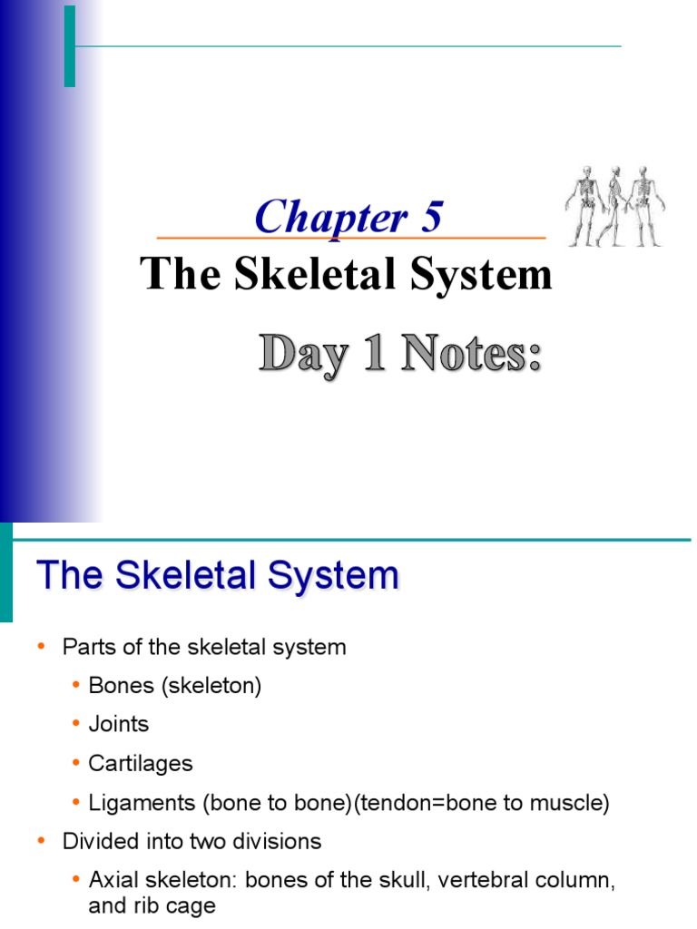 CH 5skeletalsystem | PDF | Skeleton | Bone