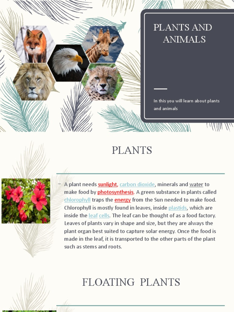 In This You Will Learn About Plants and Animals | PDF | Plants | Leaf
