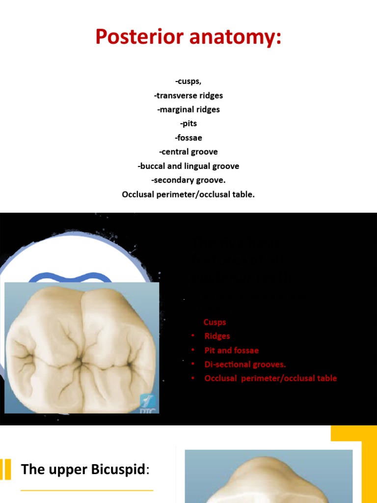 Posterior Tooth Anatomy Overview | PDF | Tooth | Mouth