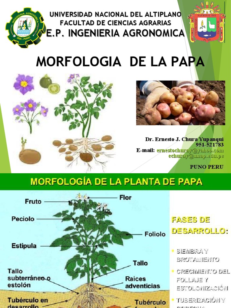 MORFOLOGÍA DE LA PAPA | PDF | Patata | Tallo de la planta