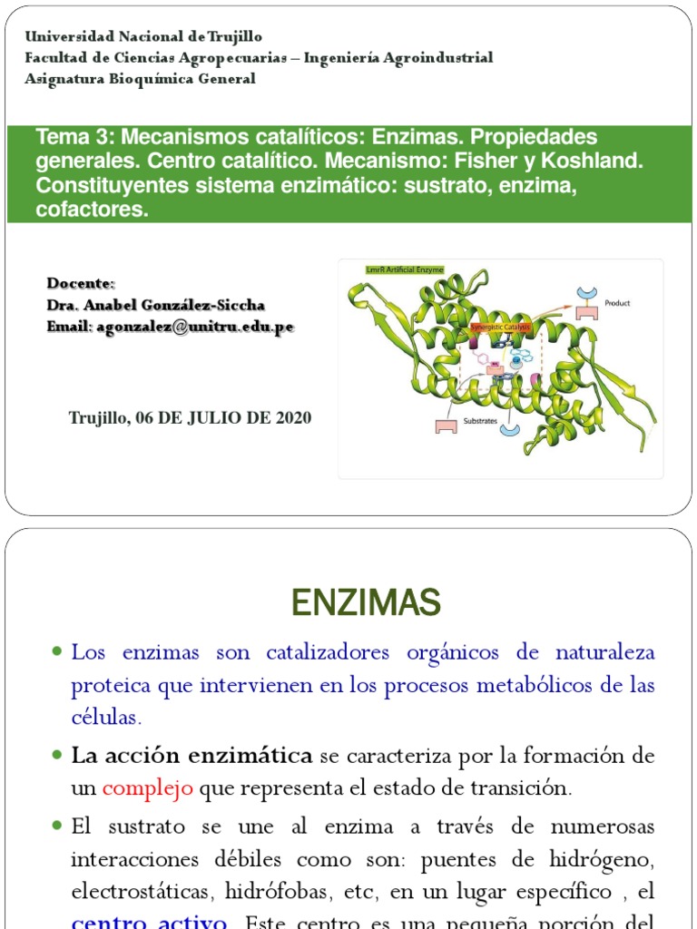 T-3 Enzimas y Catalisis | PDF | Enzima | Sitio activo