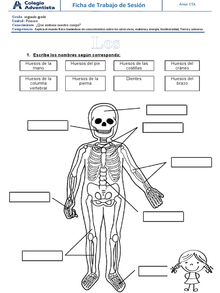 S2 - Ficha de Trabajo de Sesión (FTS) LOS HUESOS | PDF | Hueso | Vértebra