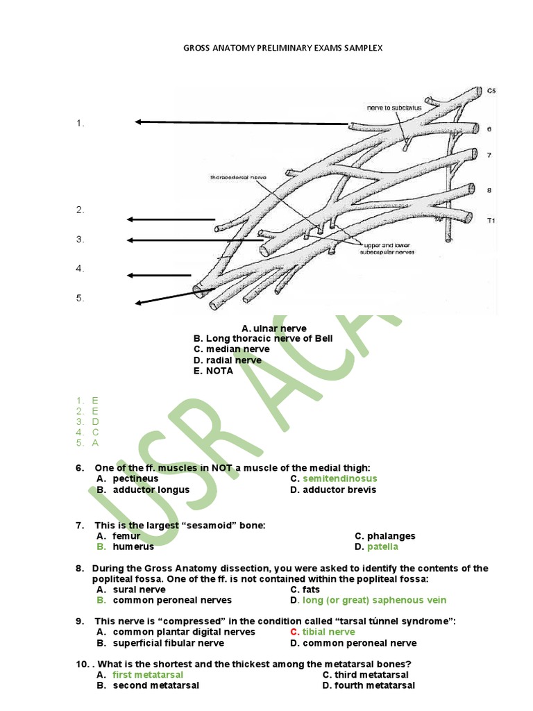 Gross Anatomy Preliminary Exams Samplex | PDF | Human Leg | Elbow