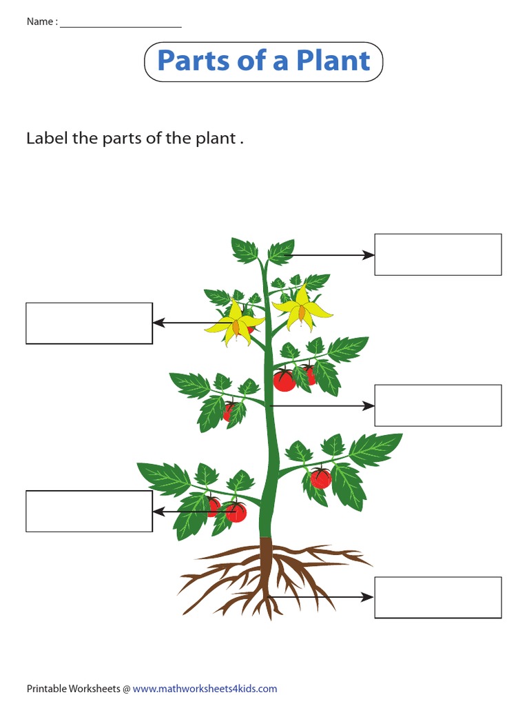 Labeling Parts of a Plant Worksheet | PDF