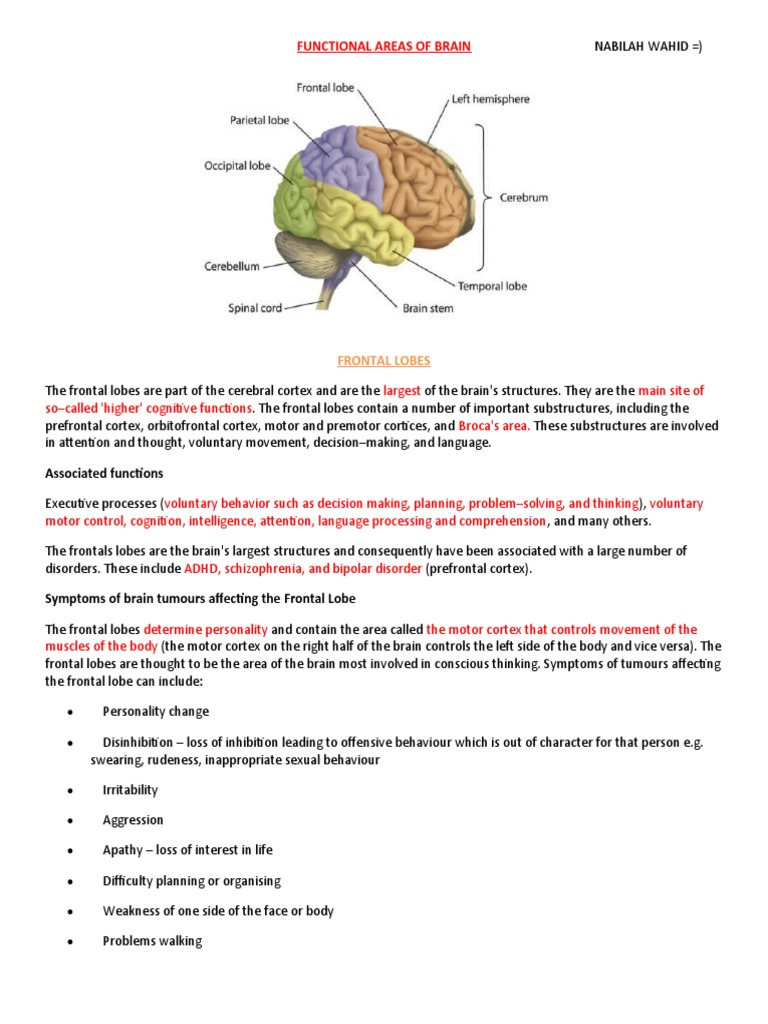 Functional Areas of Brain | PDF | Brainstem | Somatosensory System
