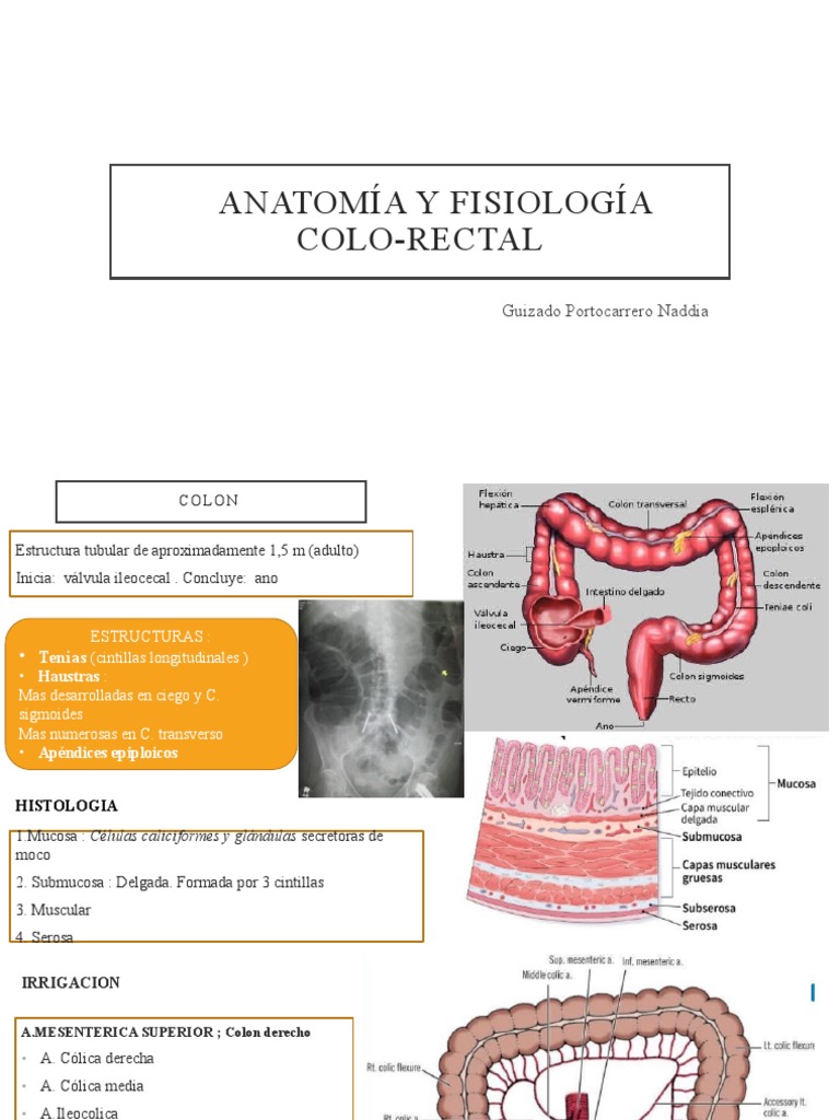Expo Anato y Fisio Colon | PDF | Intestino grueso | Recto