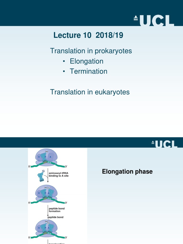Lecture 10 2018 PDF | PDF | Messenger Rna | Ribosome Lecture 10 2018 PDF | PDF | Messenger Rna | Ribosome
