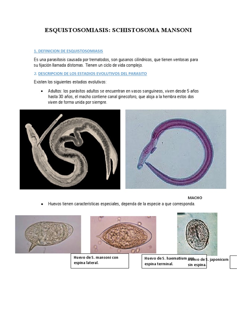 Ciclo De Vida Y Tratamiento De Esquistosomiasis PDF Epidemiolog a