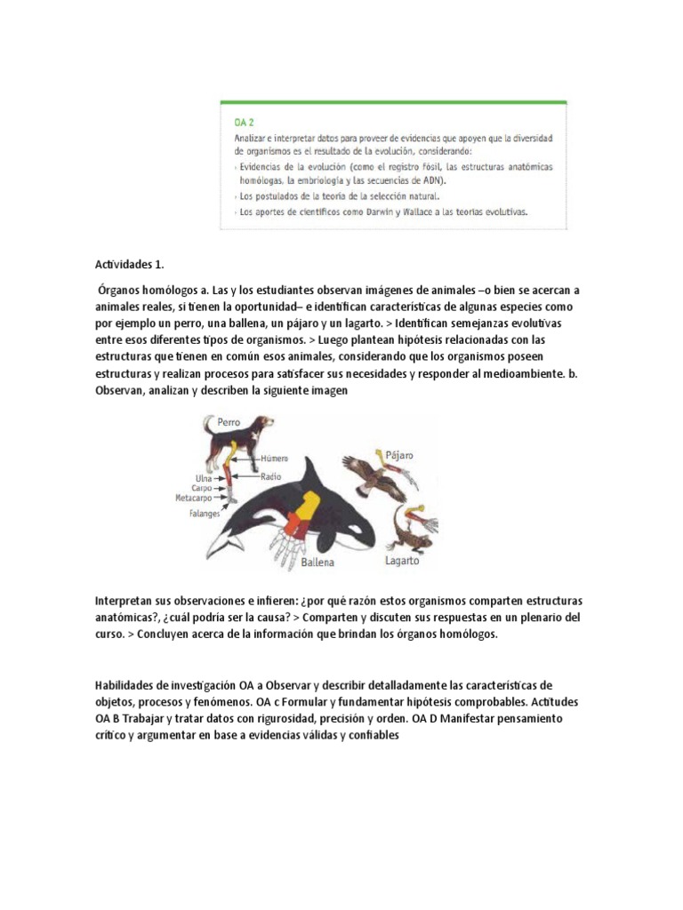 Guía Anatomía Comparada | PDF