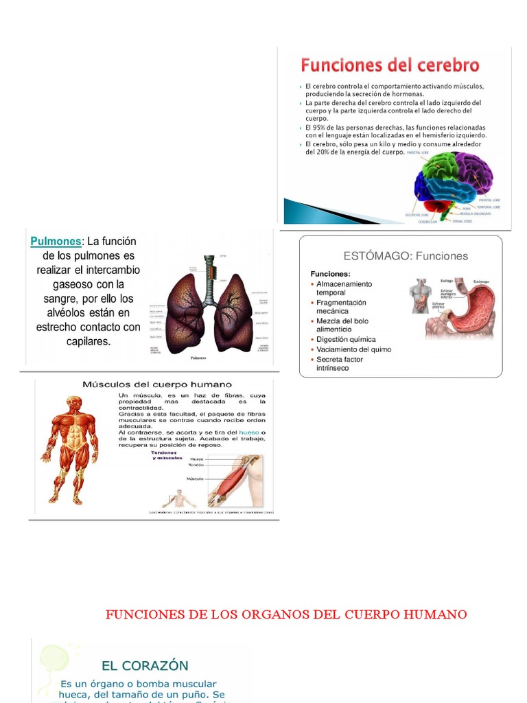 Funciones de Los Organos Del Cuerpo Humano | PDF