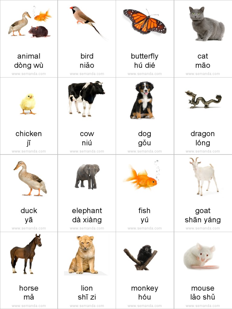 Flashcards Animals PDF | PDF