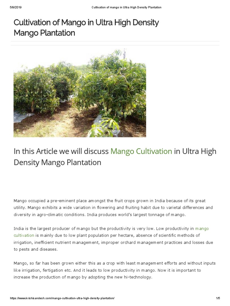 Ultra High Density Mango Cultivation | PDF | Mango | Pruning