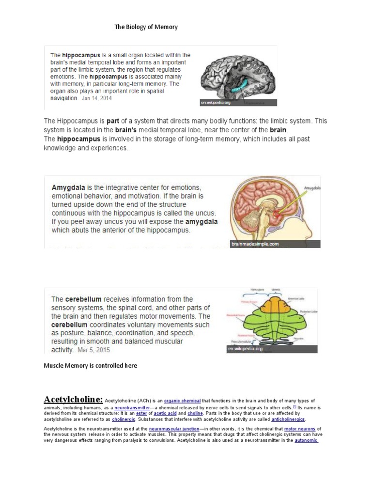 The Biology of Memory | PDF | Acetylcholine | Nervous System