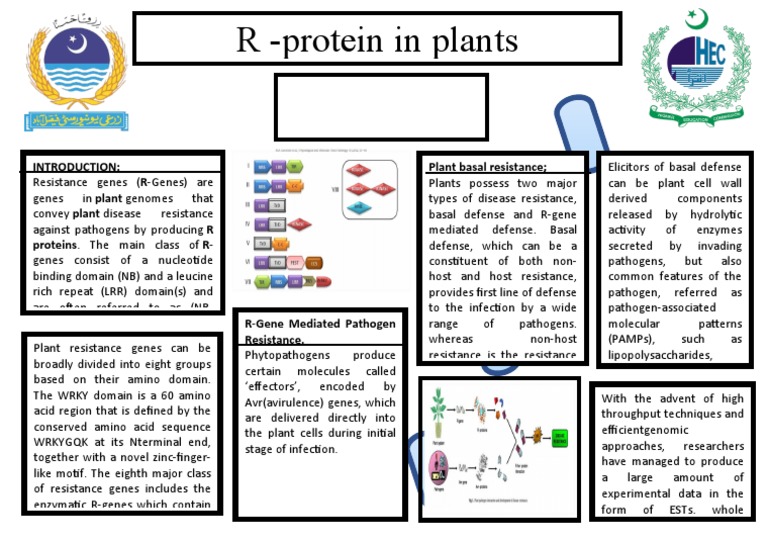 R - Protein in Plants-Poster Design | PDF | Biomolecules | Proteins