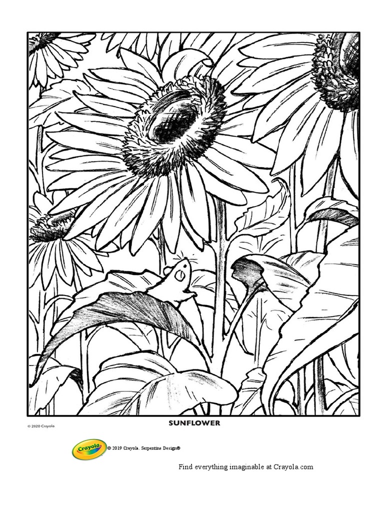 Sunflower | PDF