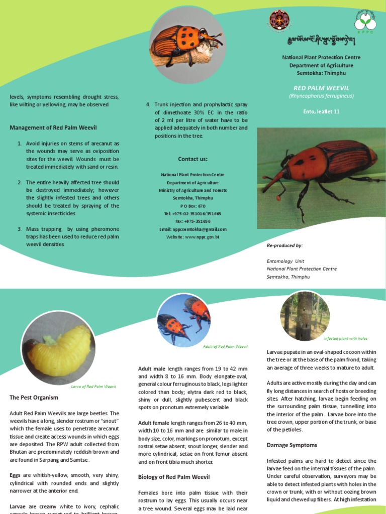 Management of Red Palm Weevil | PDF | Insects | Organisms