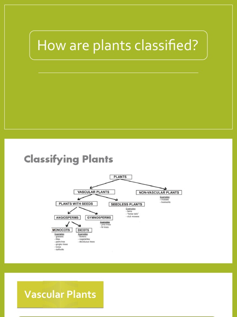 An Overview of Plant Classification Based on Vascular and Non-Vascular ...