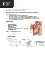 Anatomía y Cuadrantes de la Mama | PDF | Biopsia | Cáncer de mama