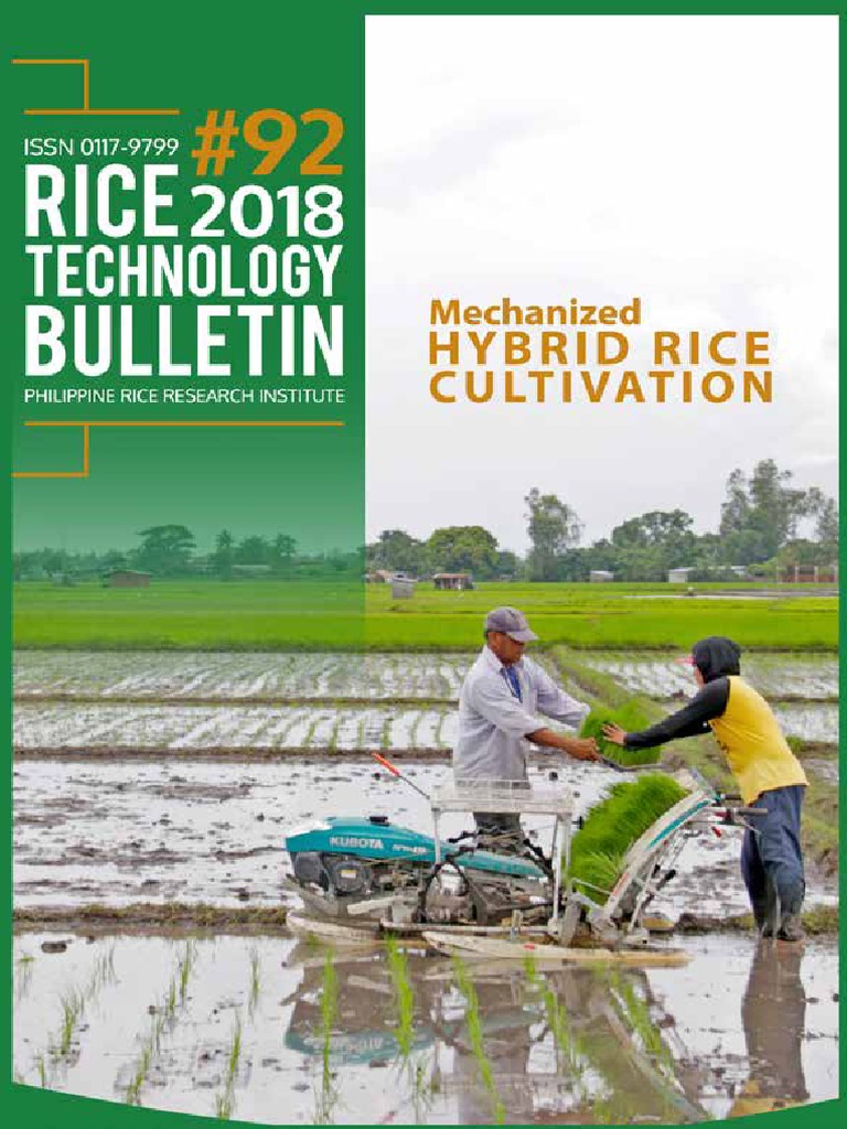 Mechanized Hybrid Rice Cultivation | PDF | Rice | Seedling