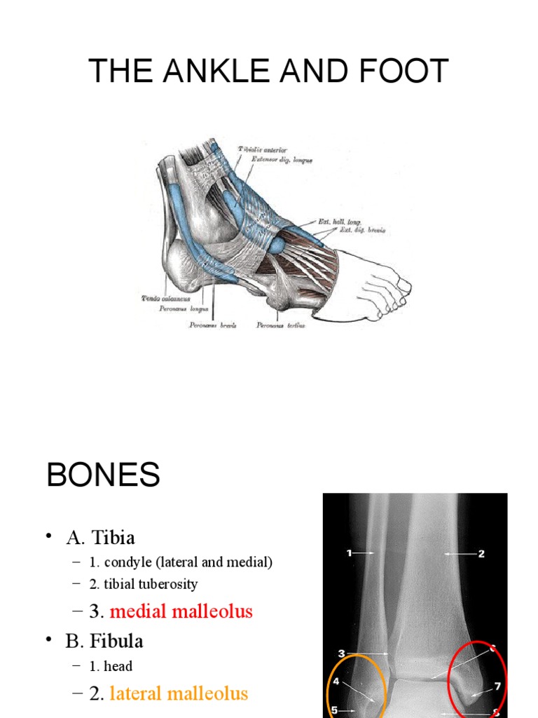 Ankle Bone | PDF | Foot | Anatomical Terms Of Motion